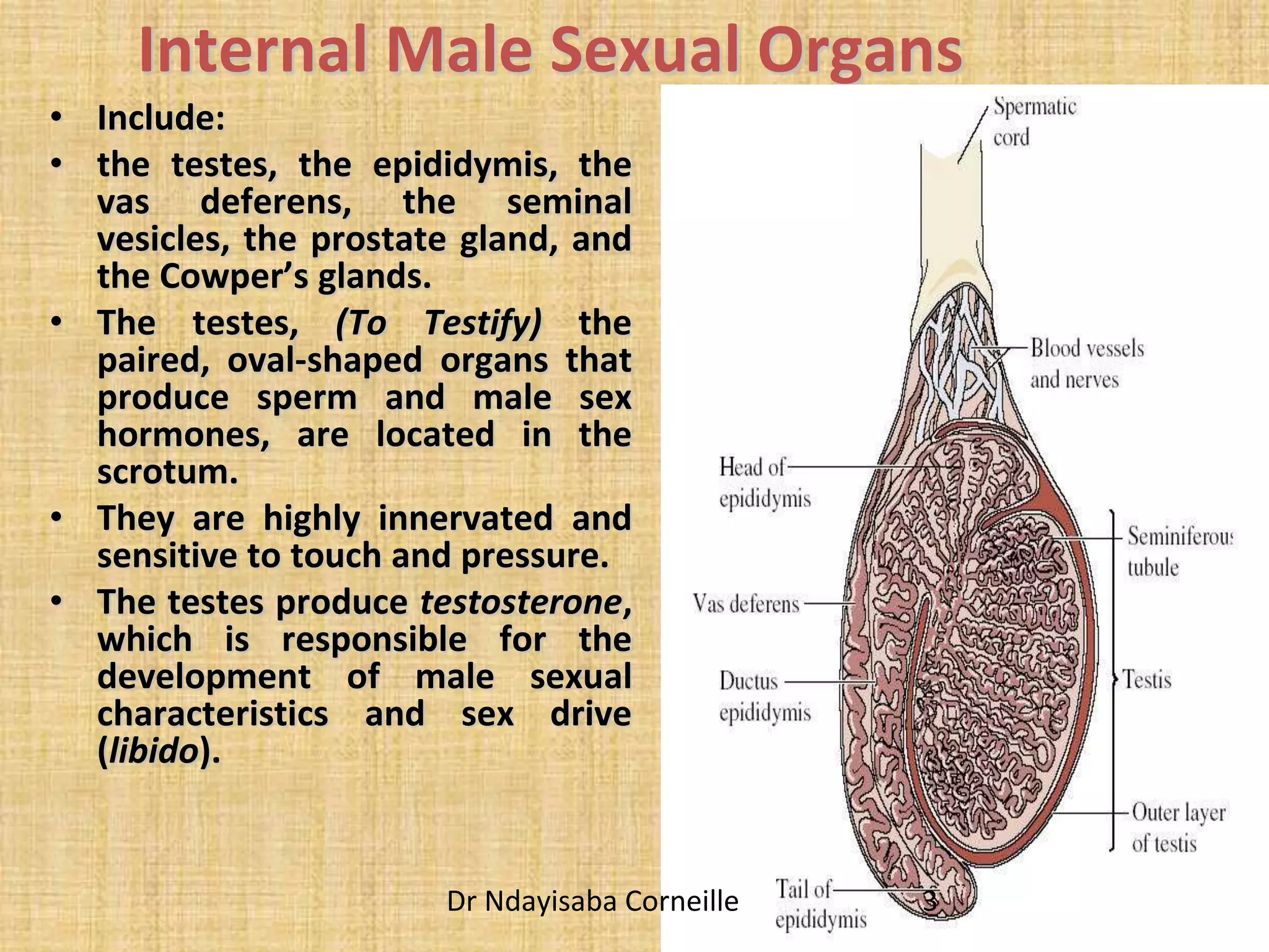 Anatomy of the Male internal genitalia.pptx