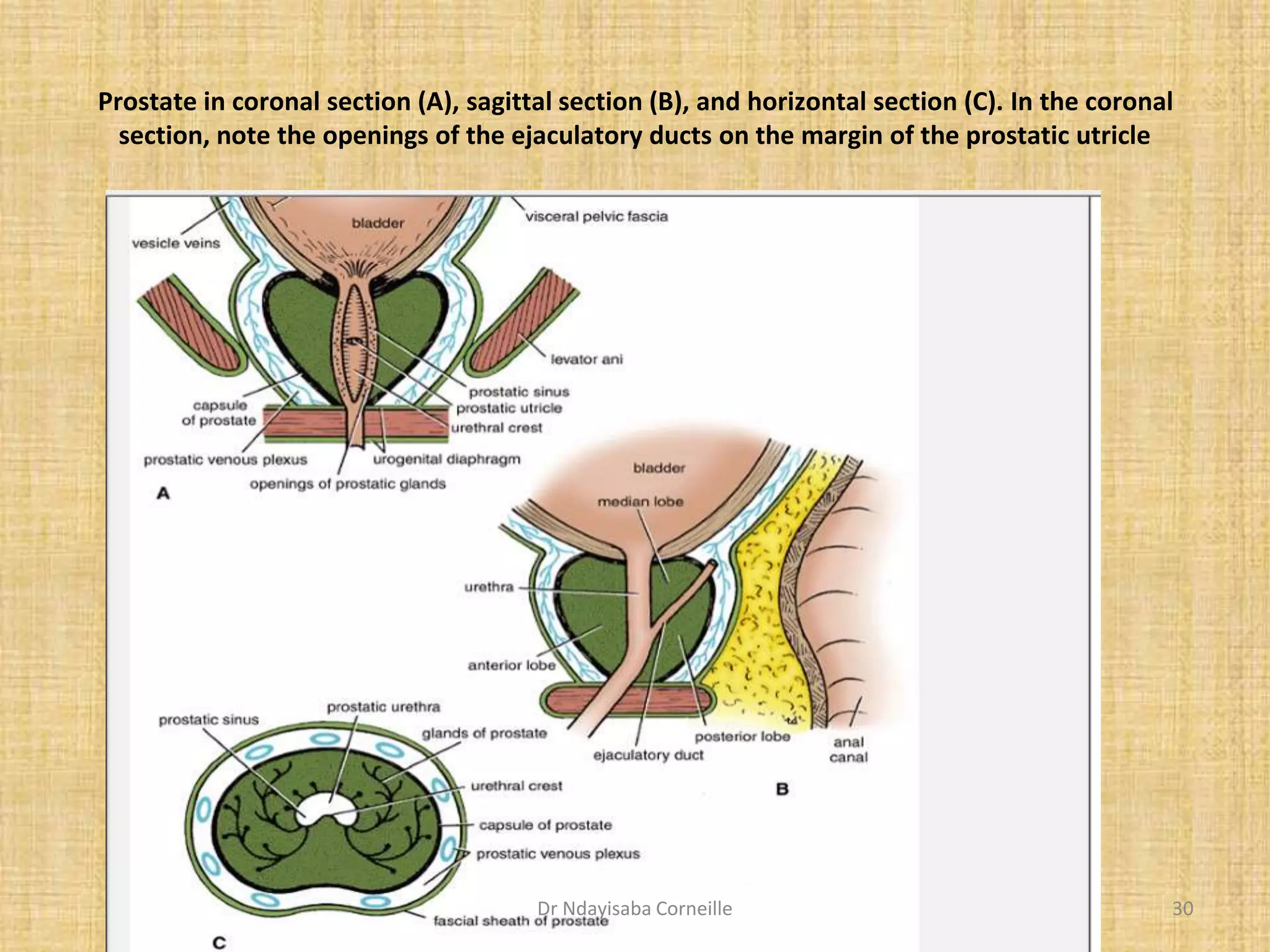 Anatomy of the Male internal genitalia.pptx