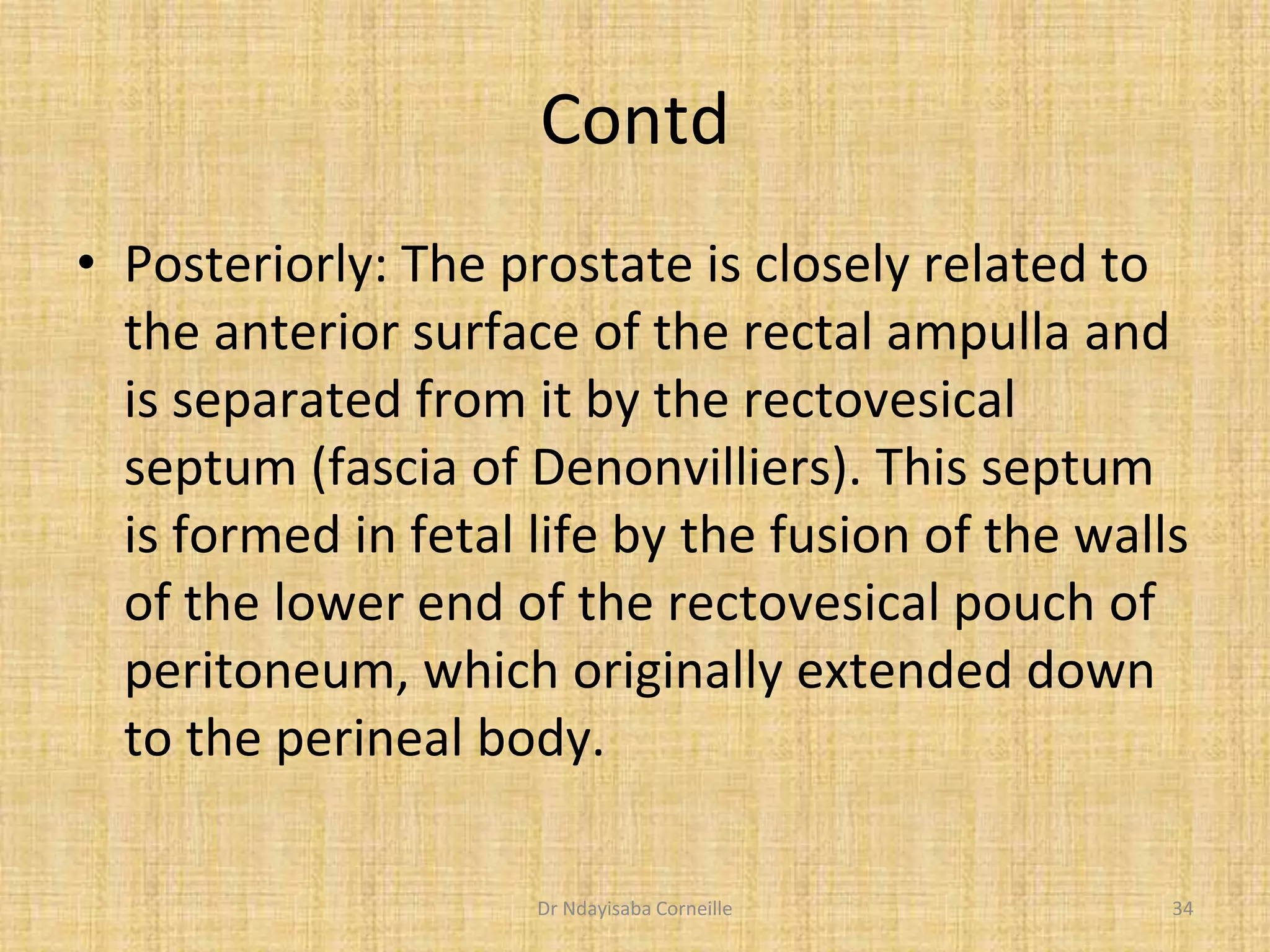 Anatomy of the Male internal genitalia.pptx