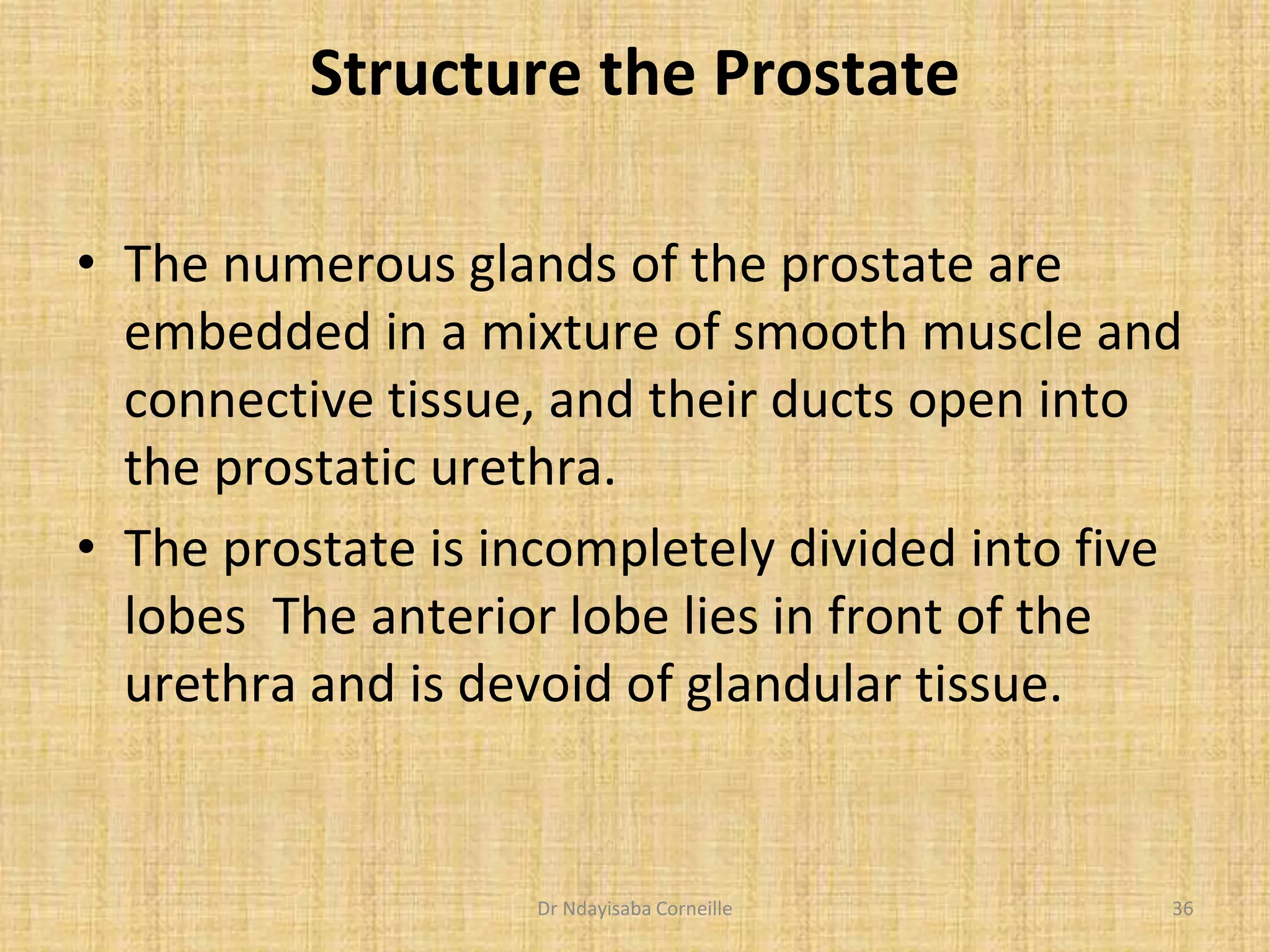 Anatomy of the Male internal genitalia.pptx