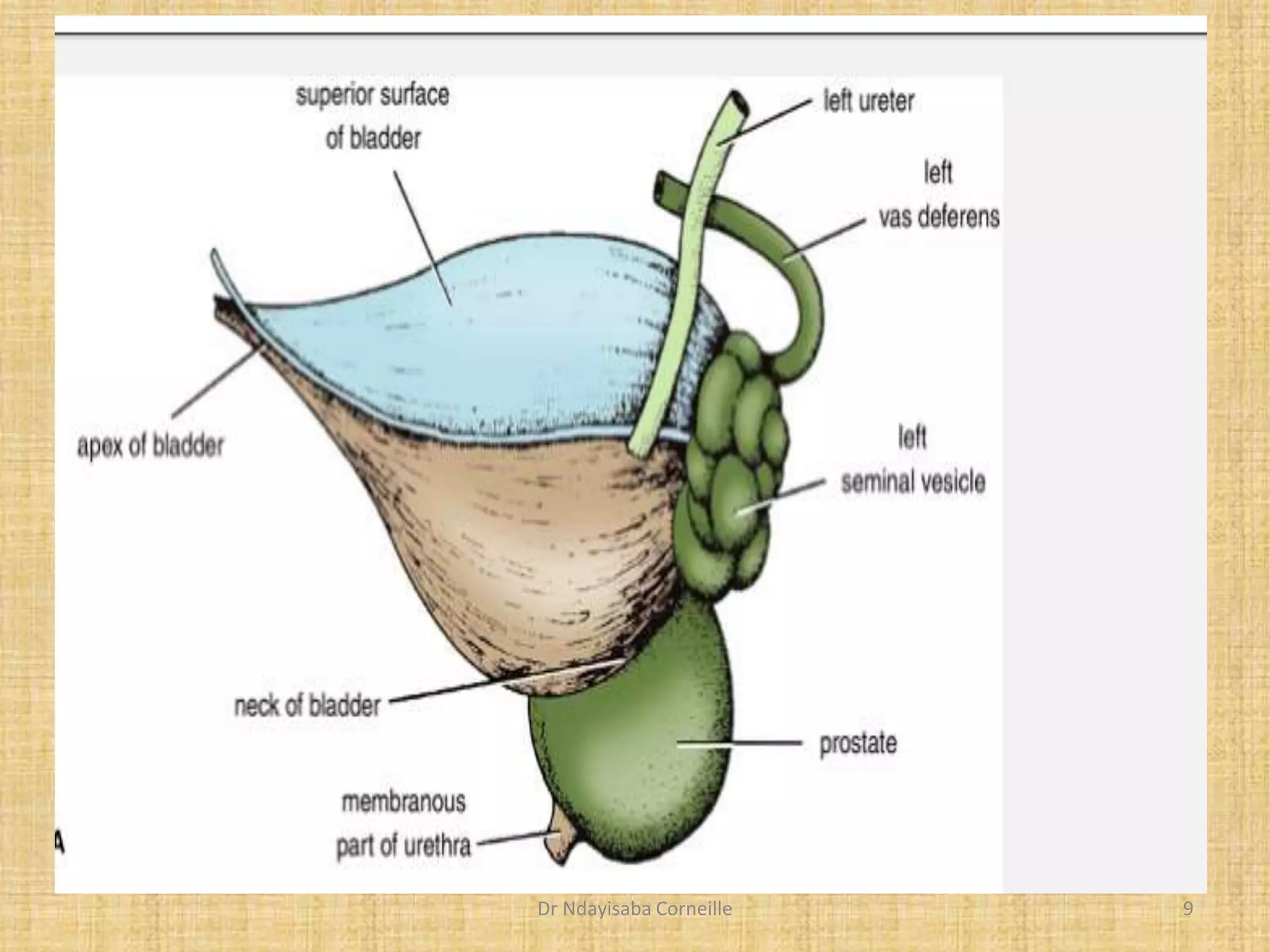 Anatomy of the Male internal genitalia.pptx