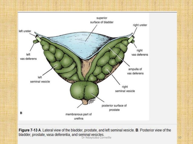 Anatomy of the Male internal genitalia.pptx