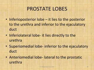 Anatomy of the Male internal genitalia.pptx
