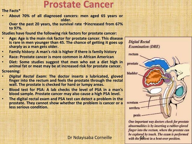 Anatomy of the Male internal genitalia.pptx