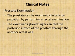 Anatomy of the Male internal genitalia.pptx