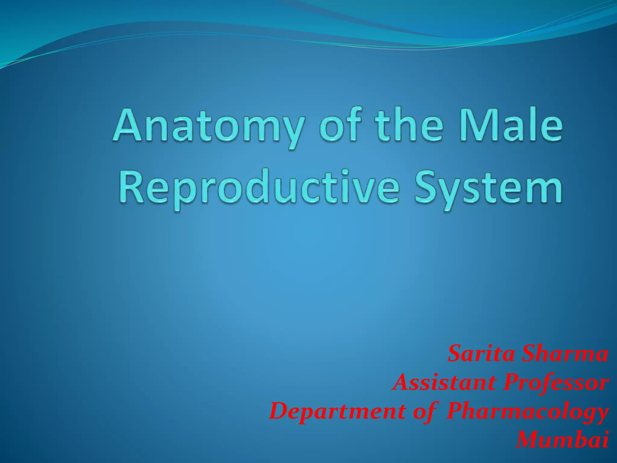 Anatomy & Physiology of the Male Reproductive System | PPTX