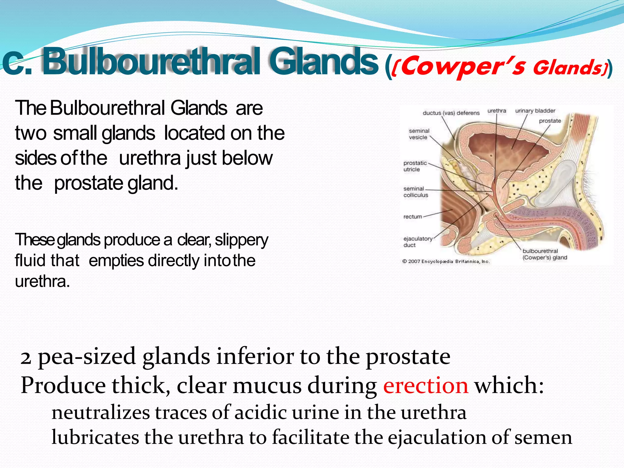 Anatomy & Physiology of the Male Reproductive System | PPTX