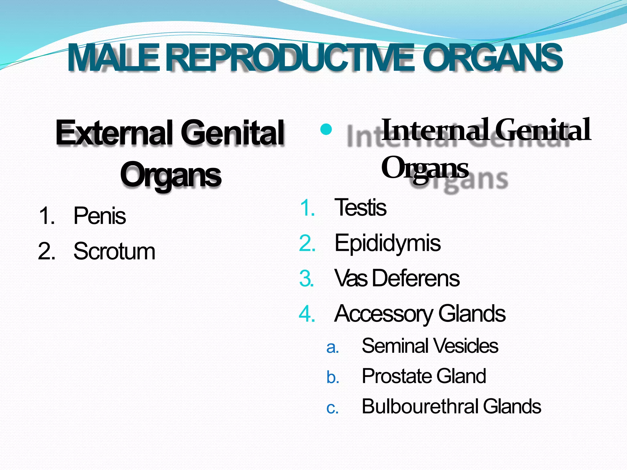 Anatomy & Physiology of the Male Reproductive System | PPTX