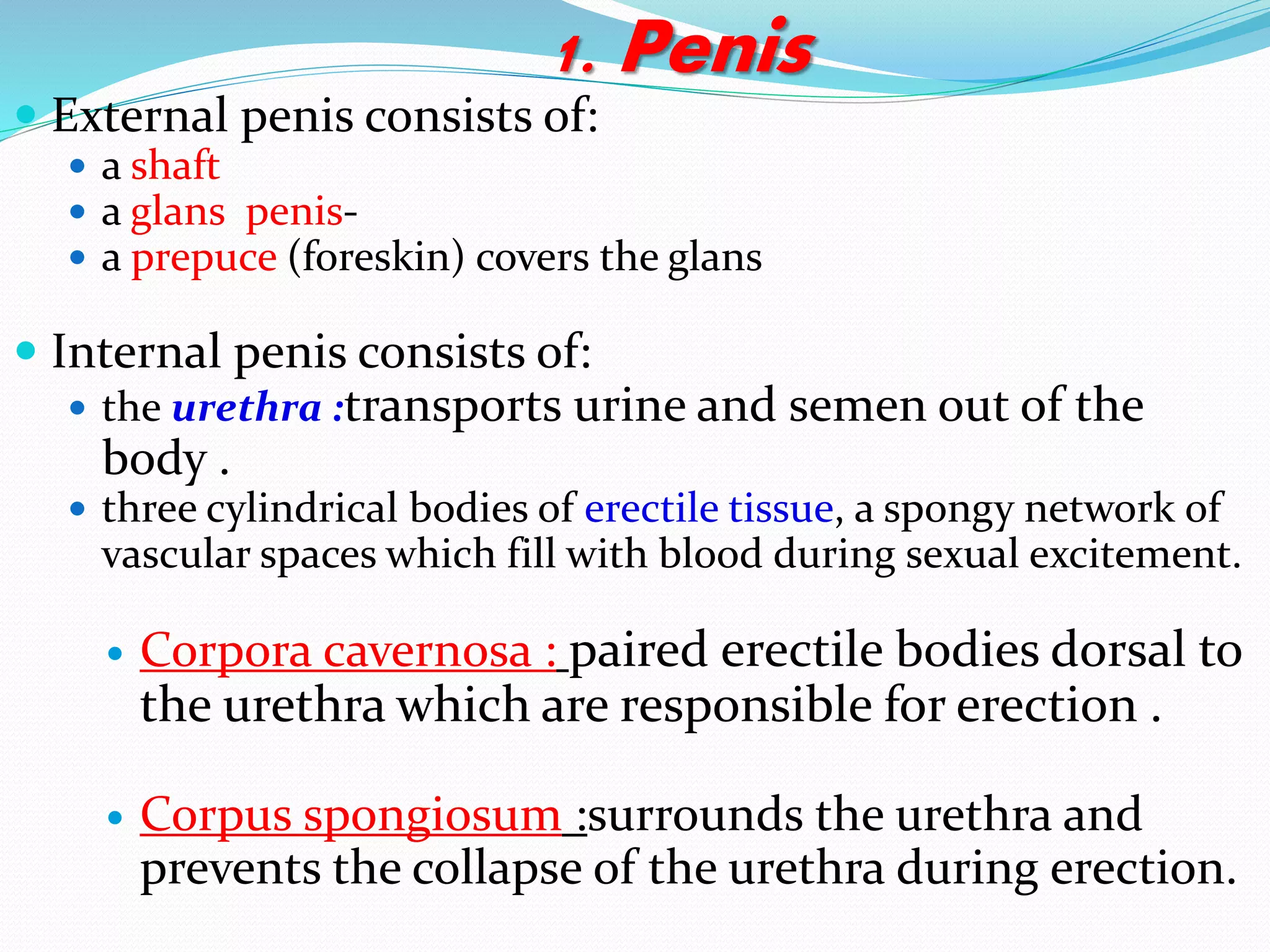Anatomy & Physiology of the Male Reproductive System | PPTX
