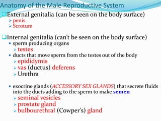 Anatomy & Physiology of the Male Reproductive System | PPTX