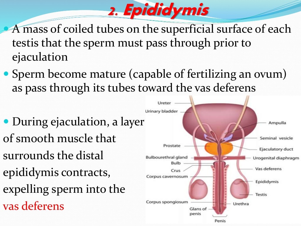 Gross Anatomy Male Reproductive System Gross Anatomy Male Reproductive System