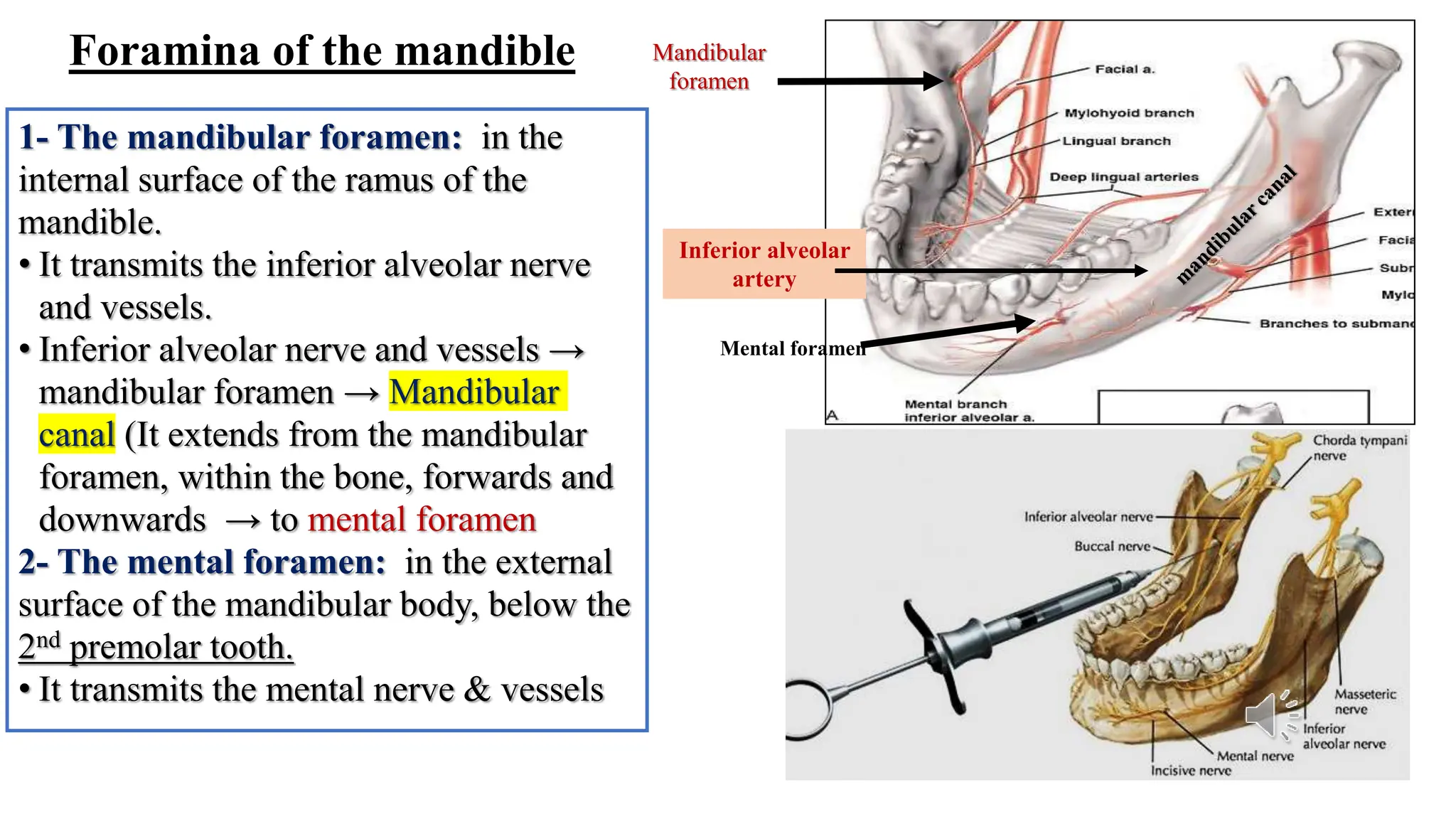 Anatomy of the mandible, TMJ & Muscles.ppsx