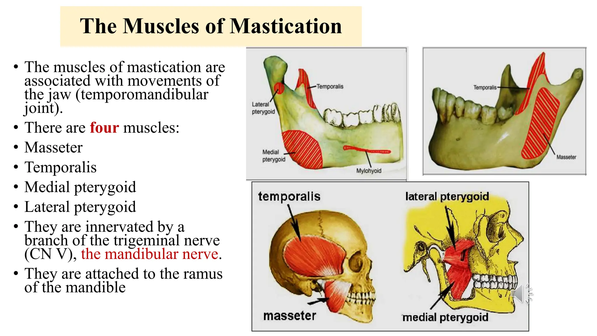 Anatomy of the mandible, TMJ & Muscles.ppsx