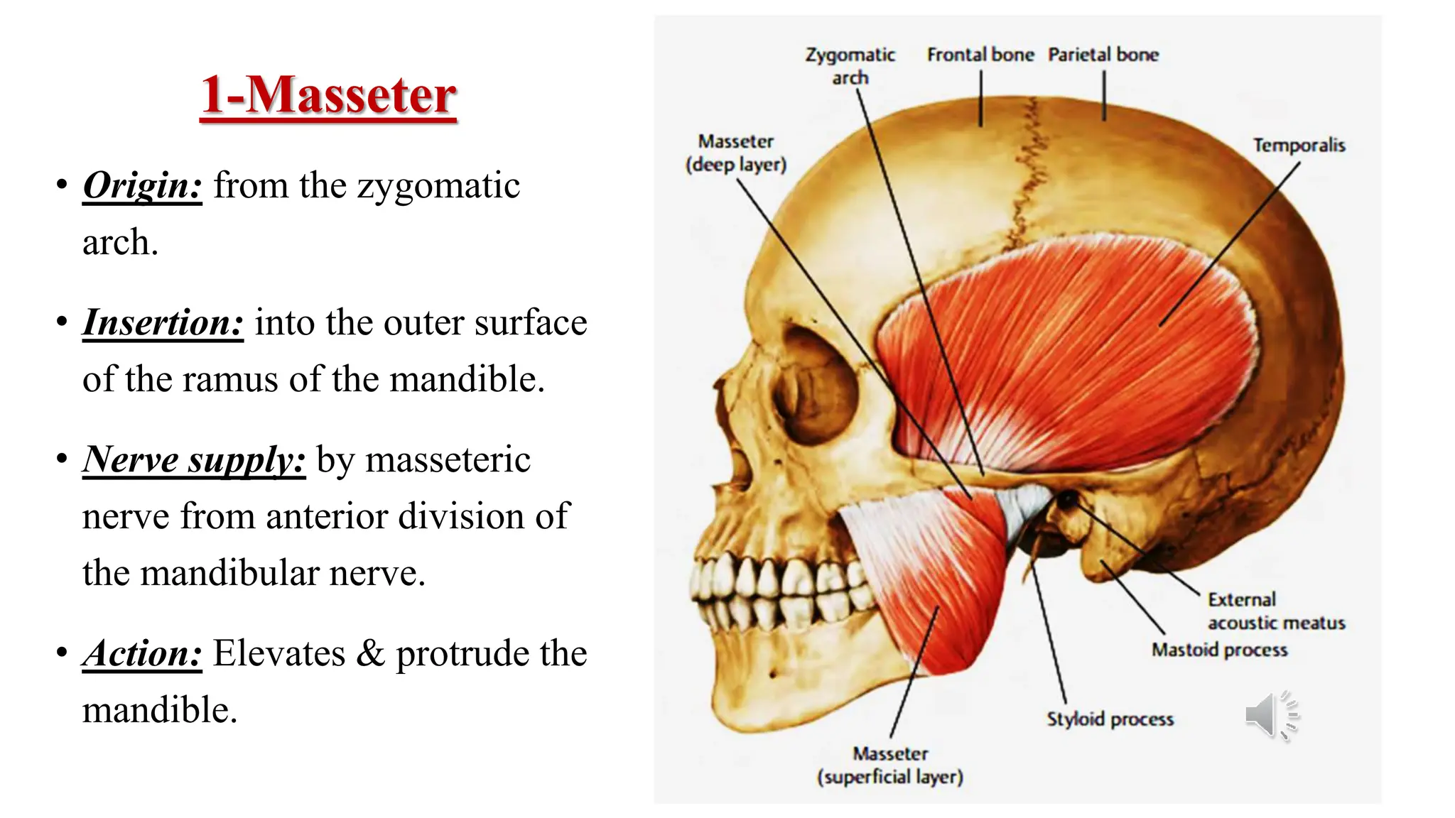Anatomy of the mandible, TMJ & Muscles.ppsx
