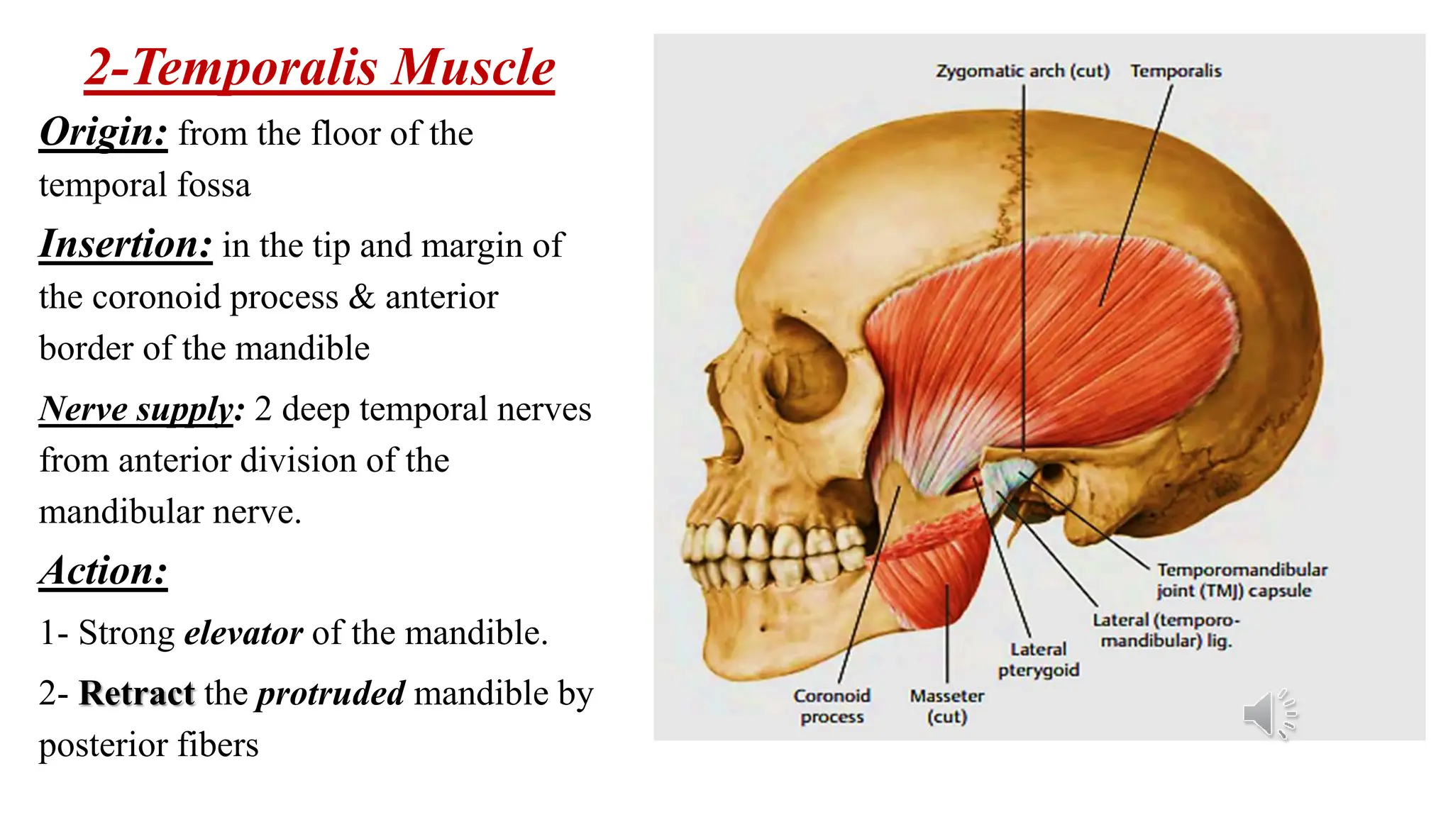 Anatomy of the mandible, TMJ & Muscles.ppsx