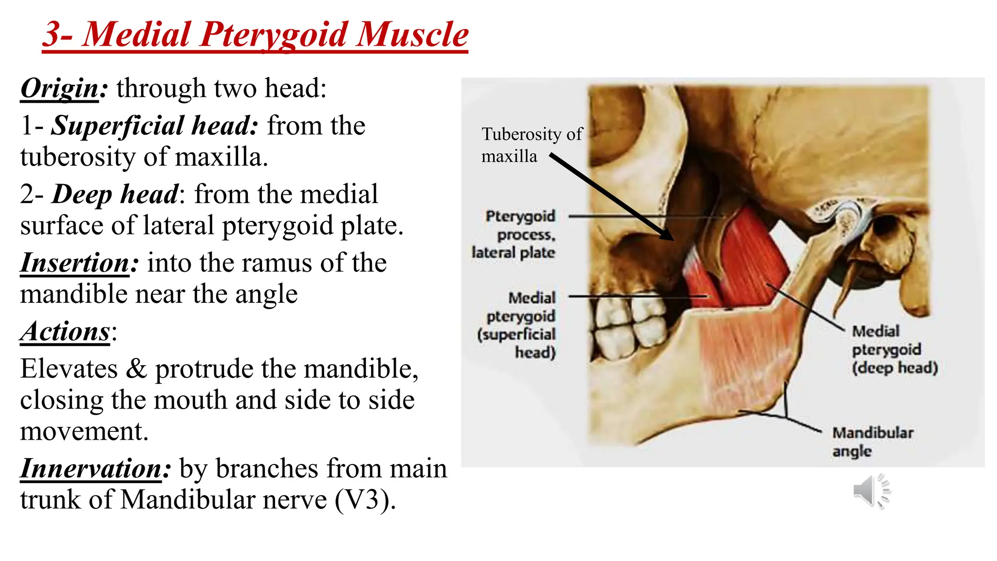 Anatomy of the mandible, TMJ & Muscles.ppsx