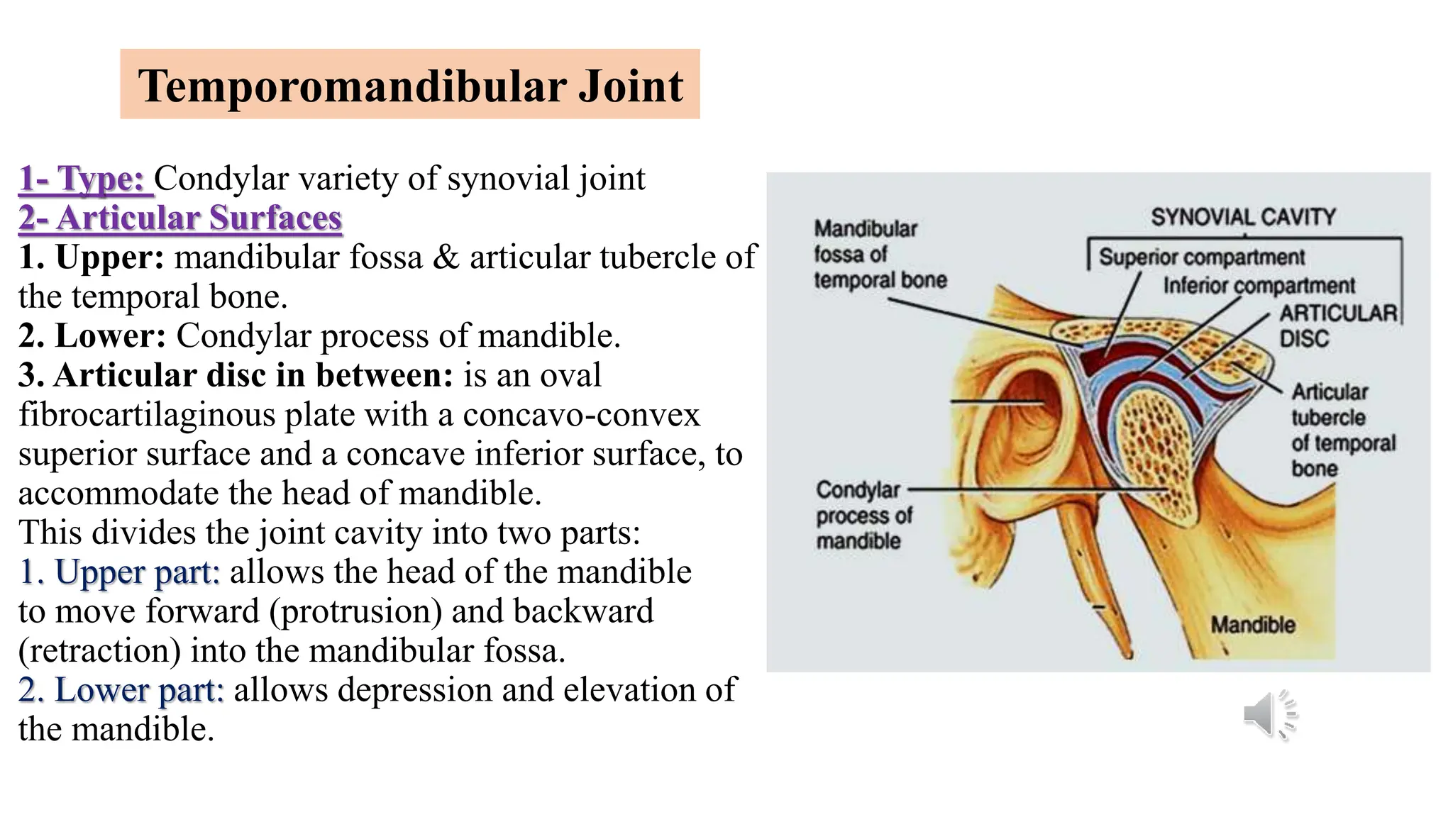 Anatomy of the mandible, TMJ & Muscles.ppsx