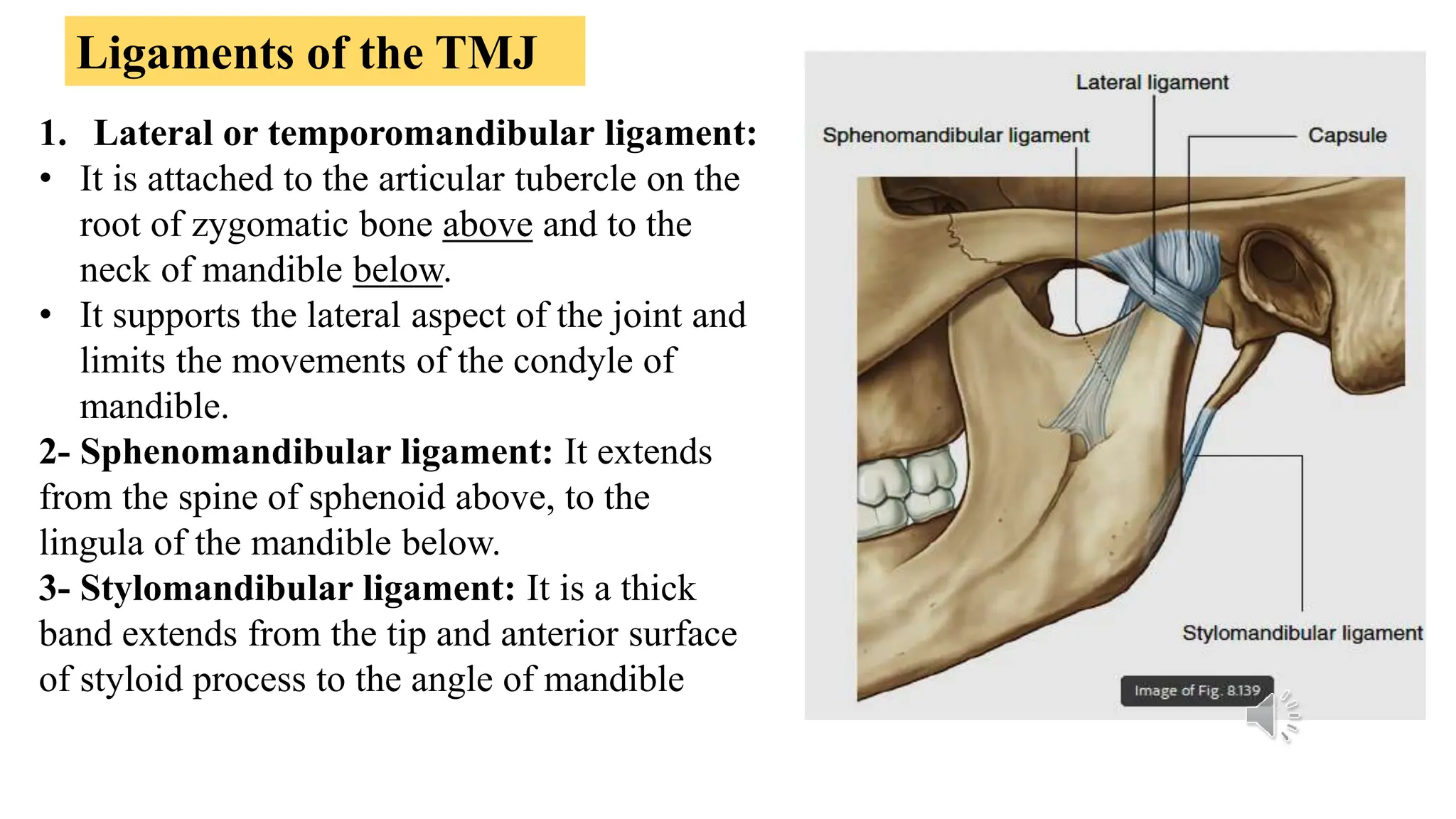 Anatomy of the mandible, TMJ & Muscles.ppsx