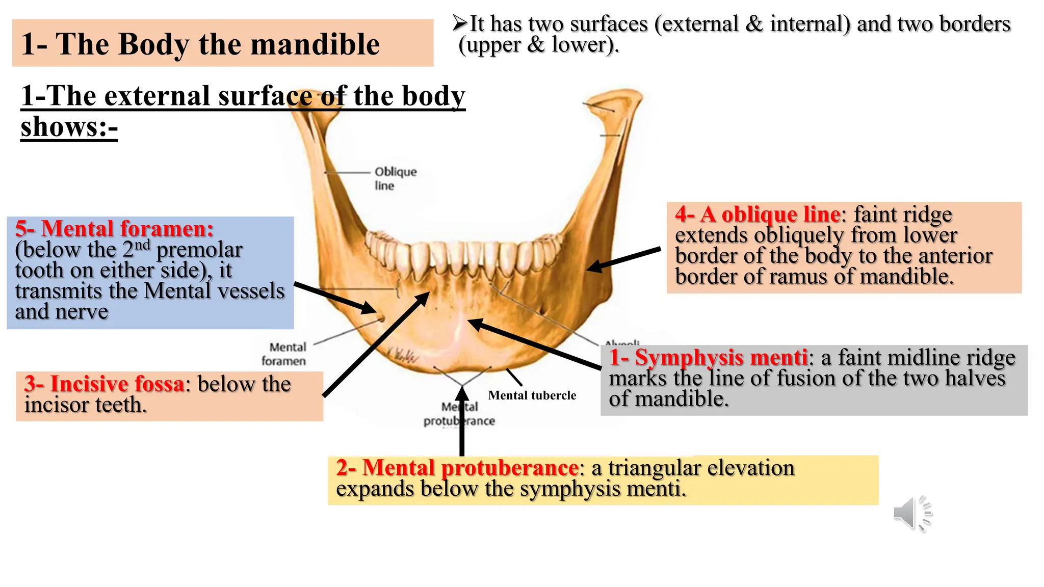 Anatomy of the mandible, TMJ & Muscles.ppsx
