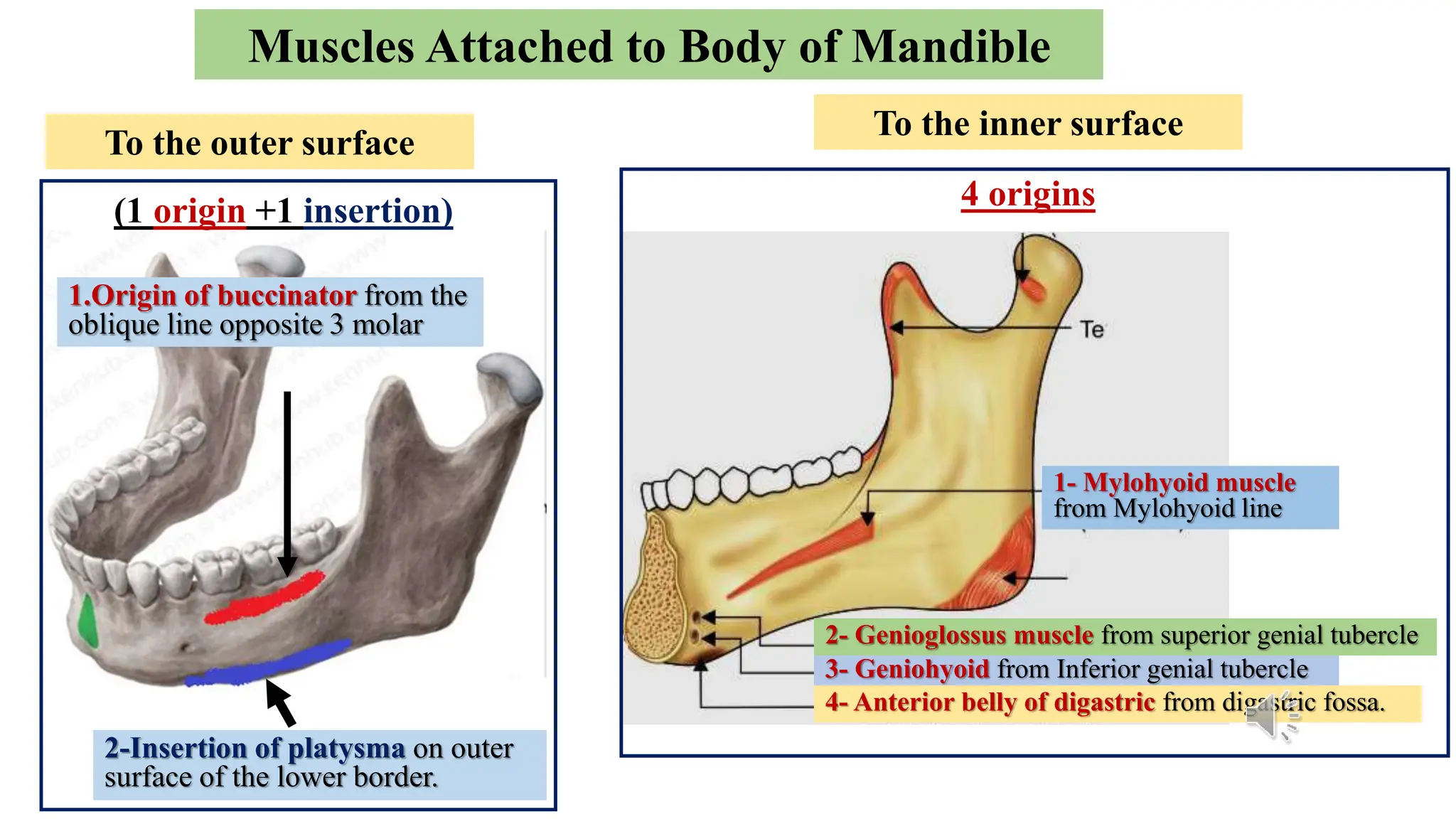 Anatomy of the mandible, TMJ & Muscles.ppsx