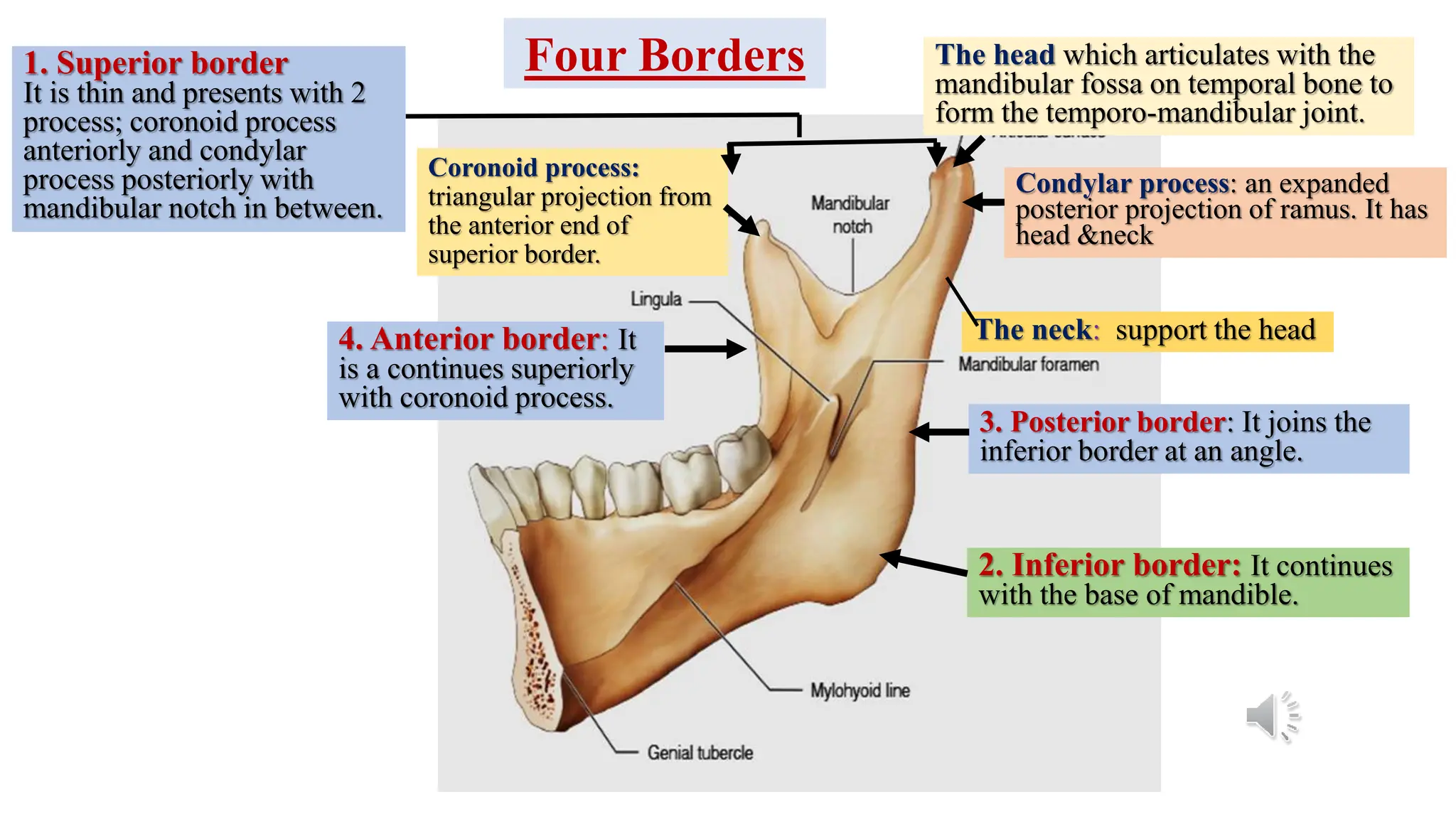 Anatomy of the mandible, TMJ & Muscles.ppsx