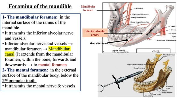 Anatomy of the mandible, TMJ & Muscles.ppsx