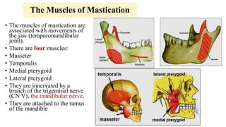 Anatomy of the mandible, TMJ & Muscles.ppsx