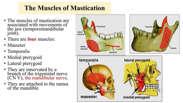 Anatomy of the mandible, TMJ & Muscles.ppsx
