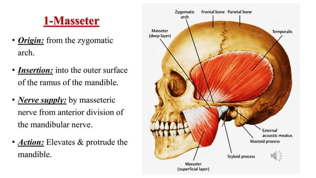 Anatomy of the mandible, TMJ & Muscles.ppsx