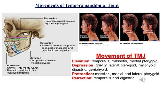 Anatomy of the mandible, TMJ & Muscles.ppsx