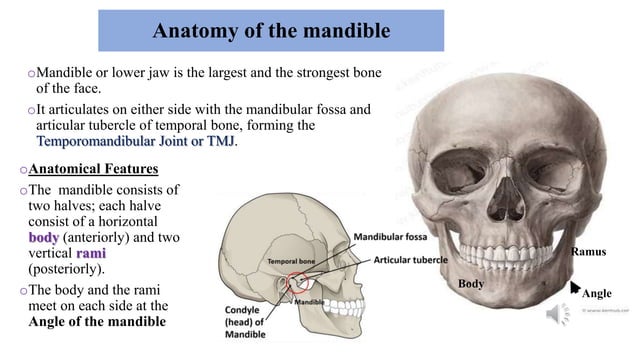 Anatomy of the mandible, TMJ & Muscles.ppsx