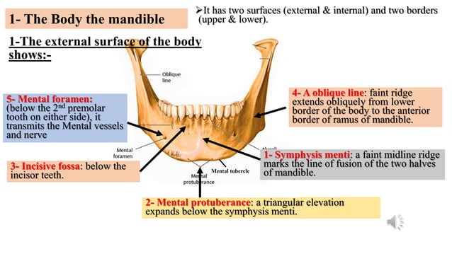 Anatomy of the mandible, TMJ & Muscles.ppsx