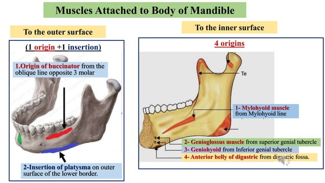 Anatomy of the mandible, TMJ & Muscles.ppsx