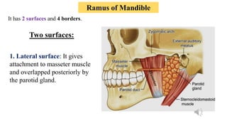 Anatomy of the mandible, TMJ & Muscles.ppsx