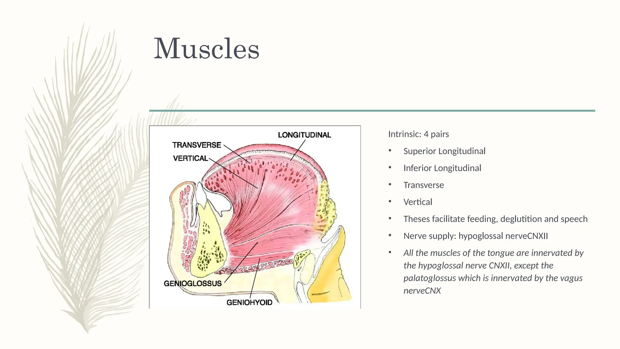 Anatomy of the Mandible, Tongue and Palate.pptx