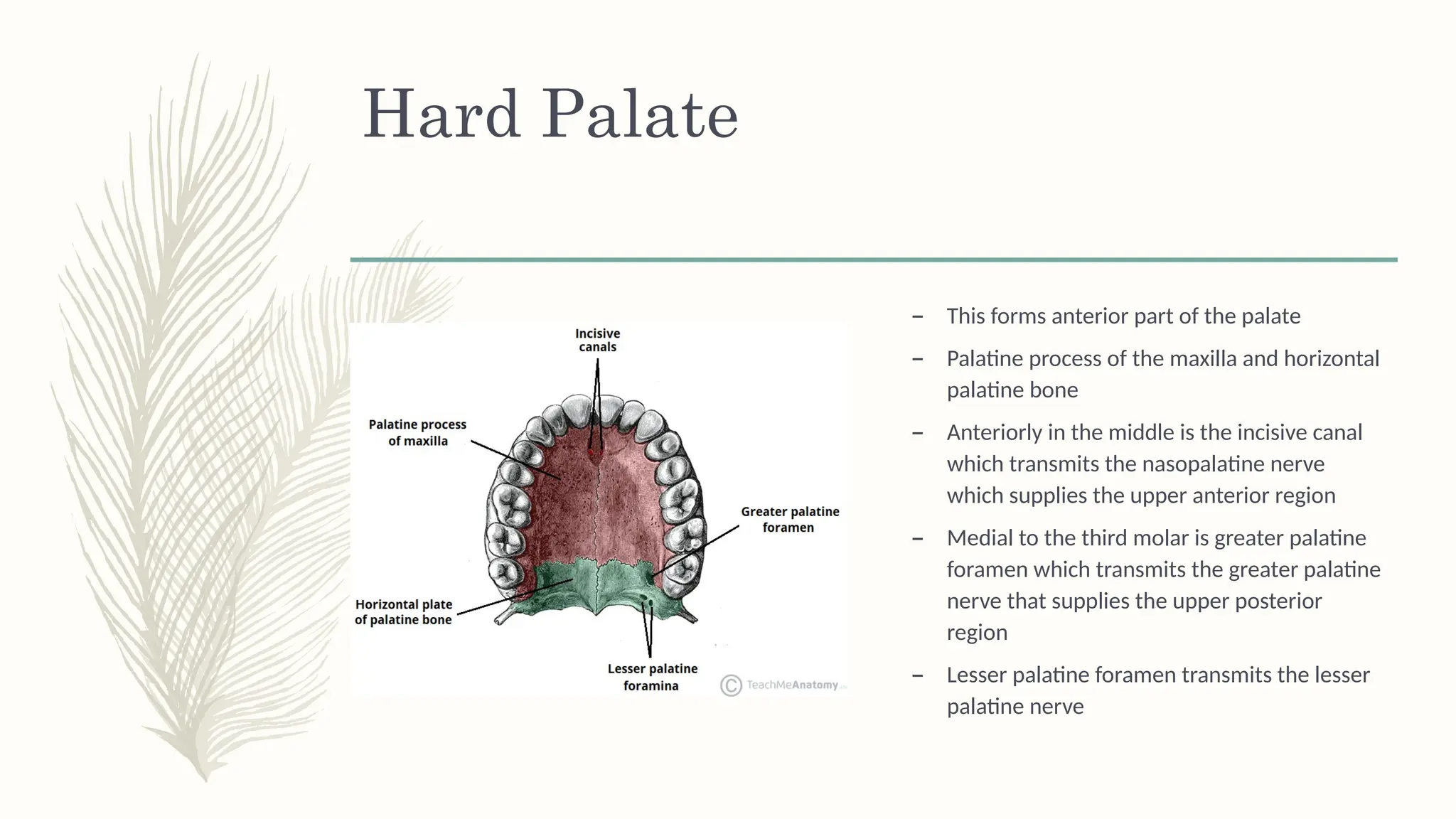 Anatomy of the Mandible, Tongue and Palate.pptx