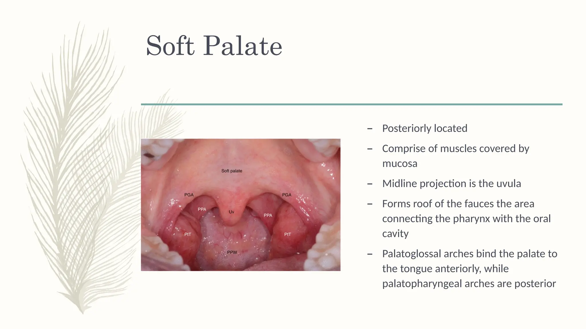 Anatomy of the Mandible, Tongue and Palate.pptx
