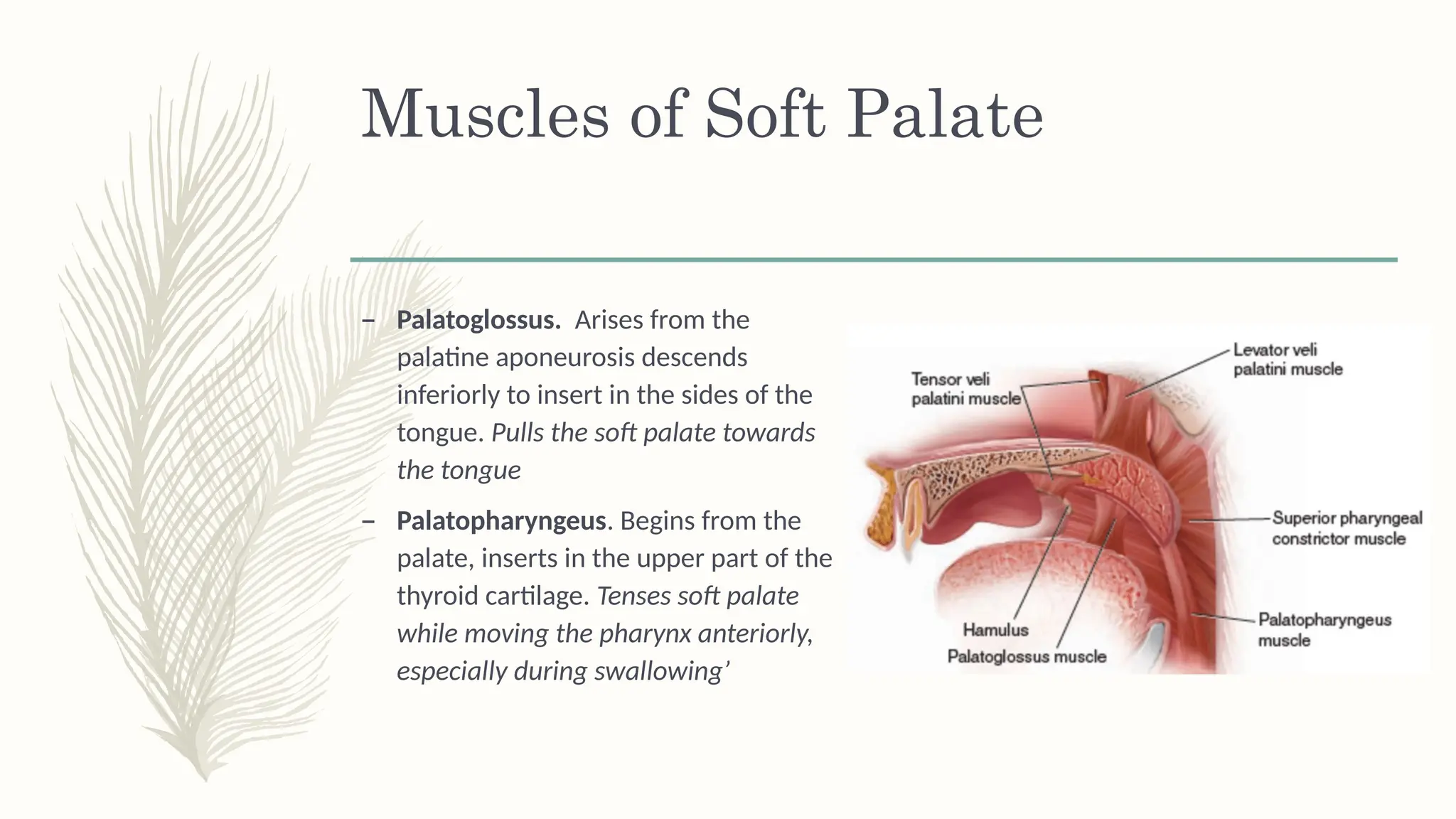 Anatomy of the Mandible, Tongue and Palate.pptx