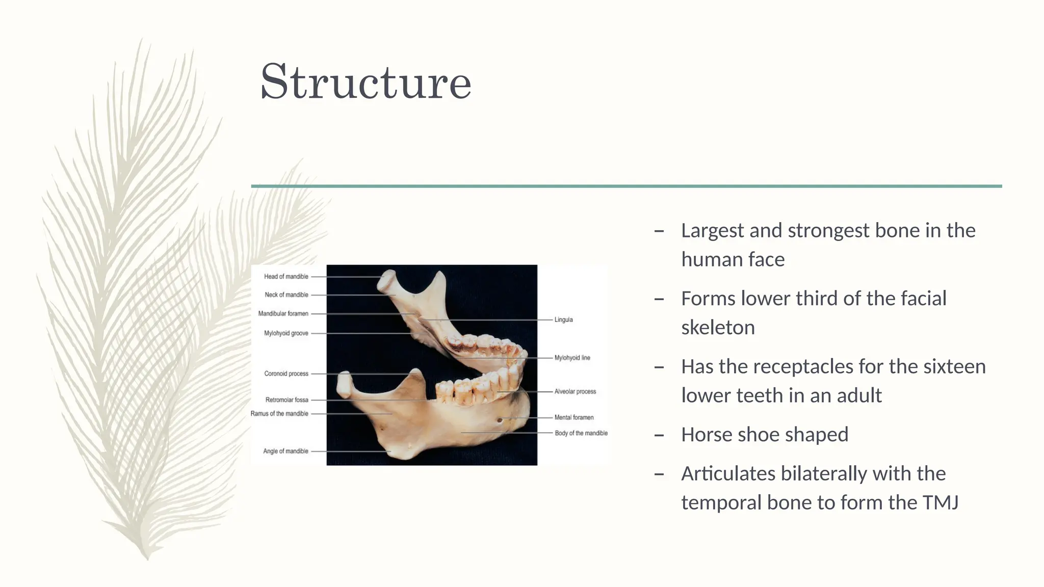Anatomy of the Mandible, Tongue and Palate.pptx