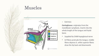 Anatomy of the Mandible, Tongue and Palate.pptx