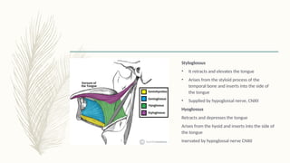 Anatomy of the Mandible, Tongue and Palate.pptx