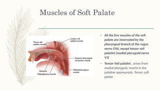 Anatomy of the Mandible, Tongue and Palate.pptx