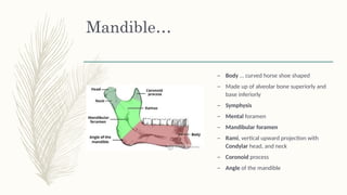 Anatomy of the Mandible, Tongue and Palate.pptx