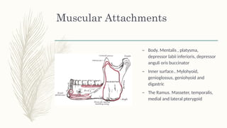 Anatomy of the Mandible, Tongue and Palate.pptx
