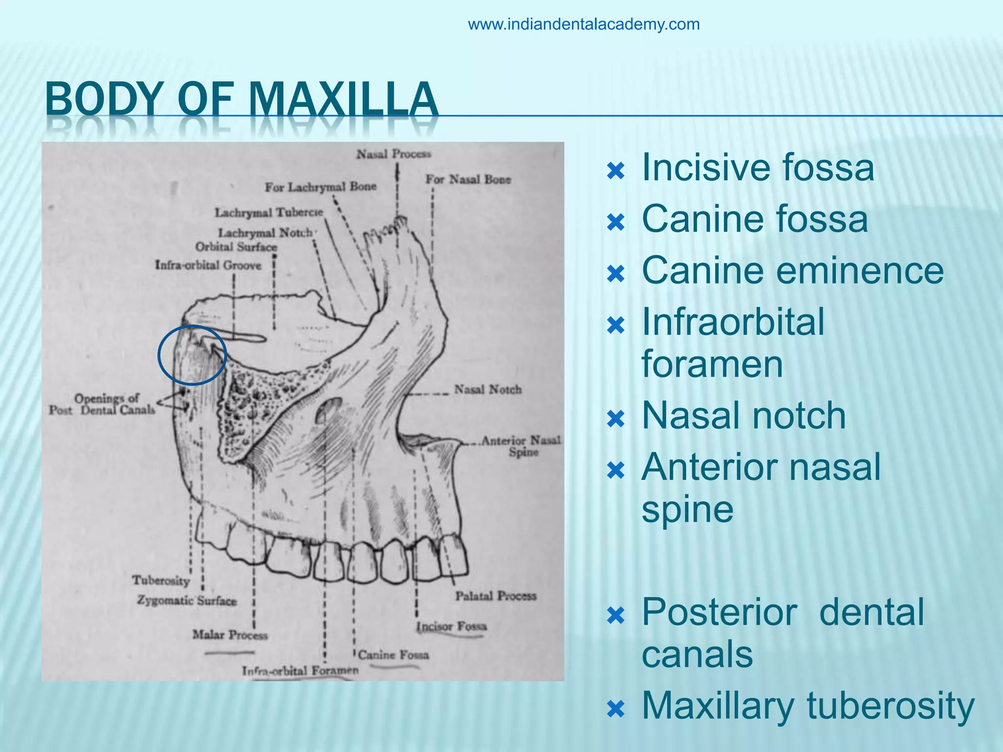 Anatomy of the maxilla and its surgical implications /cosmetic ...