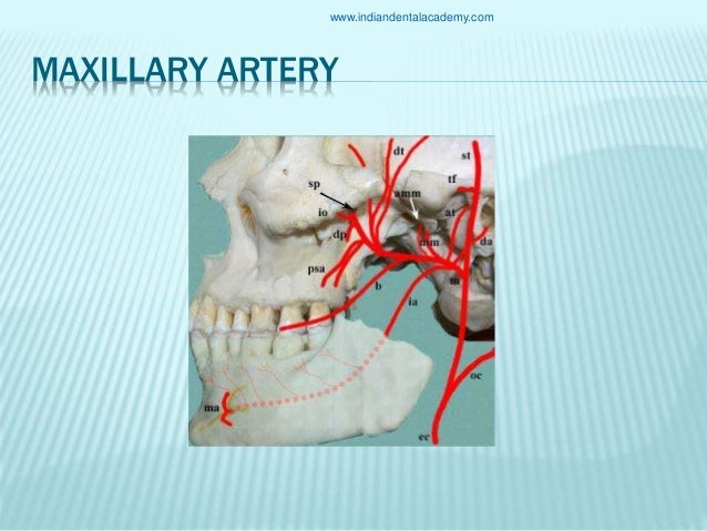Anatomy of the maxilla and its surgical implications /cosmetic dentis…