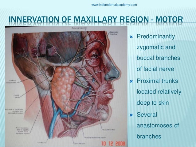 Anatomy of the maxilla and its surgical implications /cosmetic dentis…