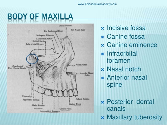 Anatomy of the maxilla and its surgical implications /cosmetic dentis…