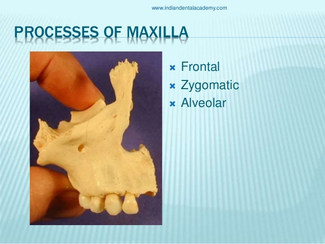 Anatomy of the maxilla and its surgical implications /cosmetic dentis…