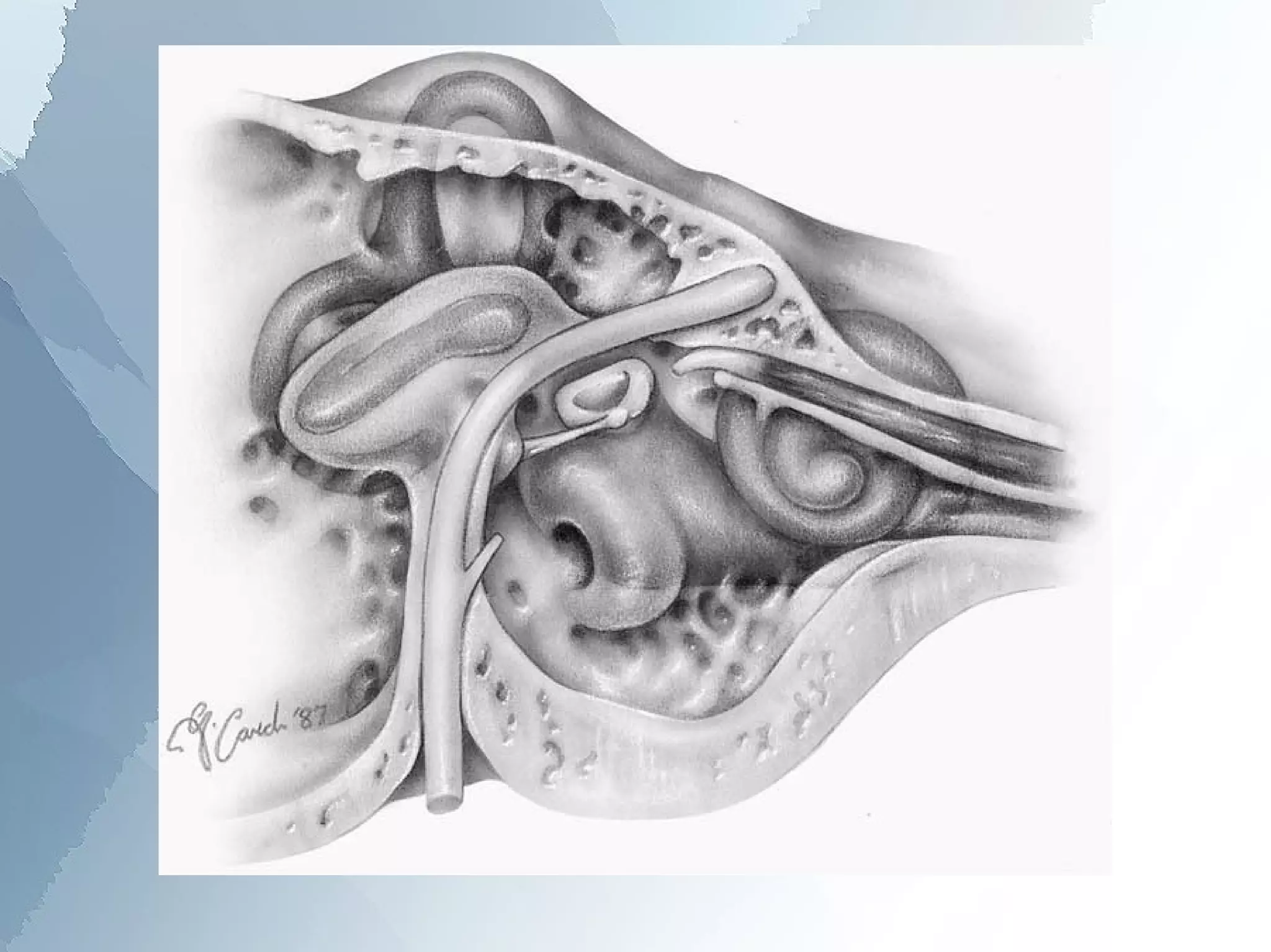 Anatomy of the middle ear | PPT